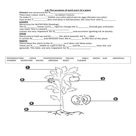 Plants science 4º | DOCX