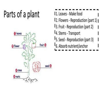 Plants structure | PPTX | Gardening | Home & Garden