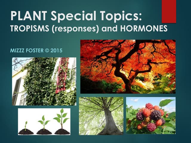 Plant responses to the environment | PPT