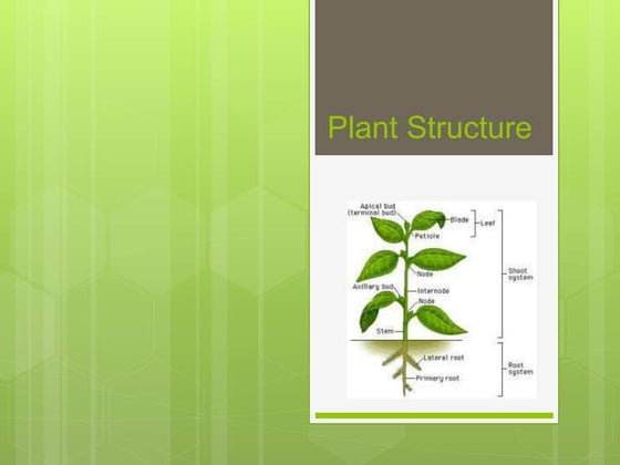 Powerpoint plant parts for science gr 5 | PPT