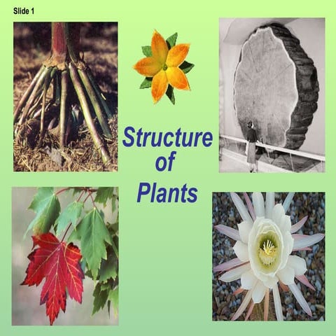 Plant structure adaptations and responses | PPT