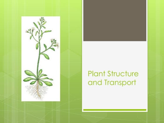 Plant structure and function powerpoint | PPT