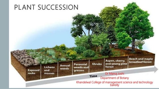Geological time scale and plant life through ages | PDF | Geology | Science