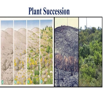 Succession ,its types ,causes and theories | PPTX