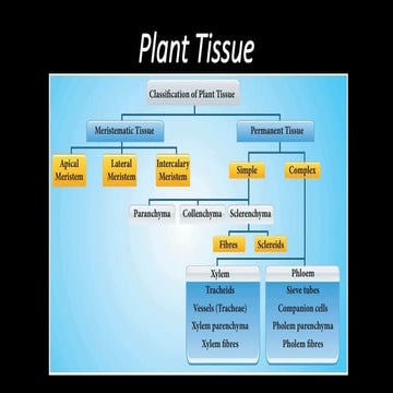 Plant Tissue.pptx Class 09 CBSE Biology Topics Plant Tissue and its ...