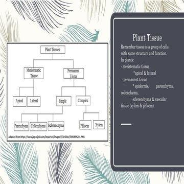 Introduction to the different types of Plant Tissue.pptx