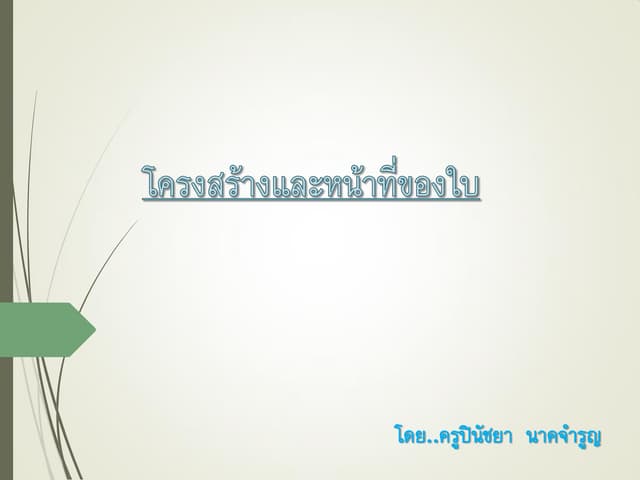 พืชใบเลี้ยงเดี่ยวและพืชใบเลี้ยงคู่ | PDF