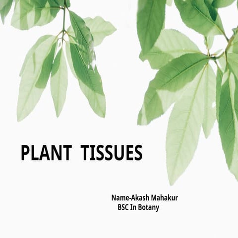 Plant Tissue By Akash Mahakur Pptx Botany Carrier Pptx