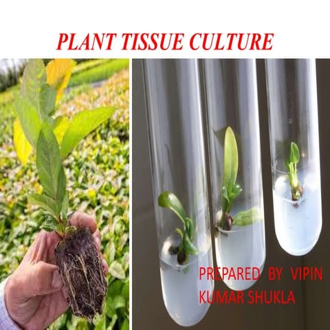 Plant tissue culture | PPTX