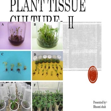 Plant tissue culture ⅱ isolation of protoplast | PPTX