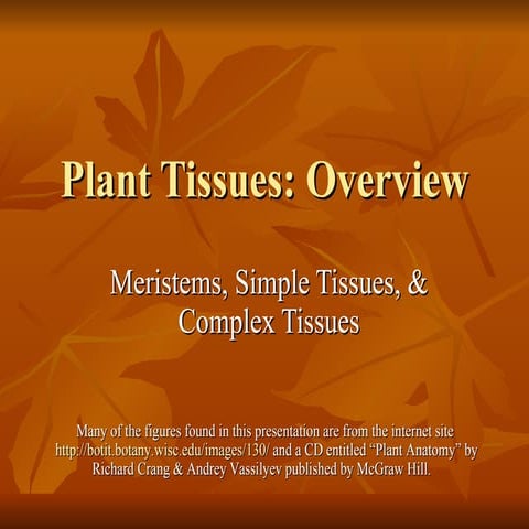 Ppt Plant Tissues Powerpoint Presentation Free Download Acropetal