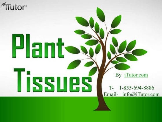 Plant tissues | PPT