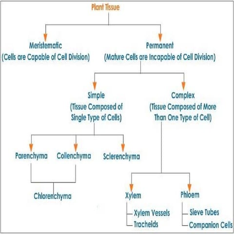 Plant tissues | PPT