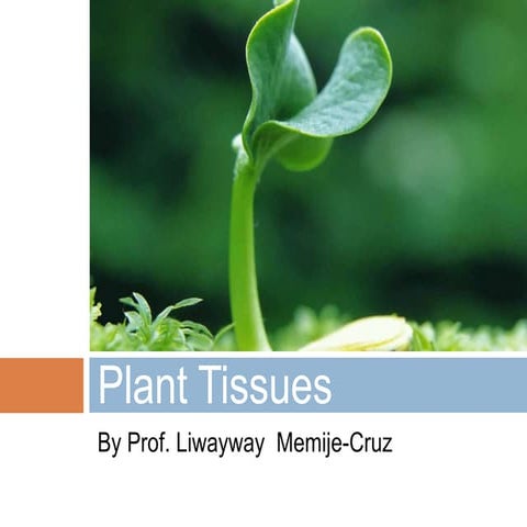 Ppt Cells And Tissues Of The Plant Body Powerpoint Free Morphology Of