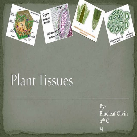 Plant tissues | PPT