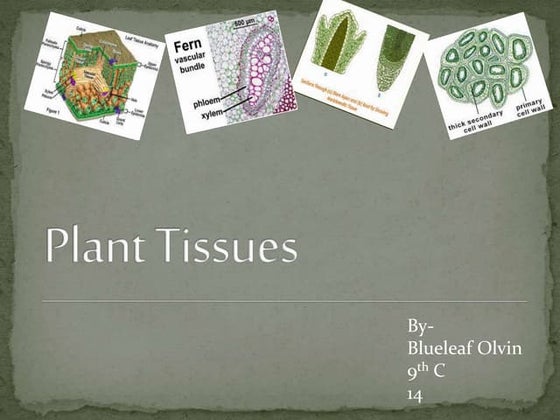 PLANT TISSUES grd10E.pptx | Gardening | Home & Garden