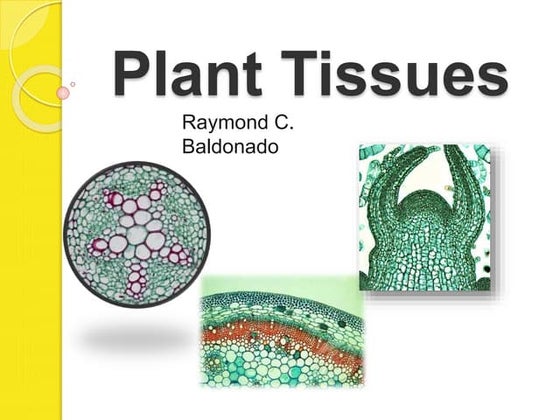 Exercise 15 leaf anatomy | PDF