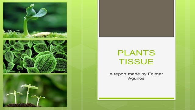 Unit 5 plant tissue | PPT