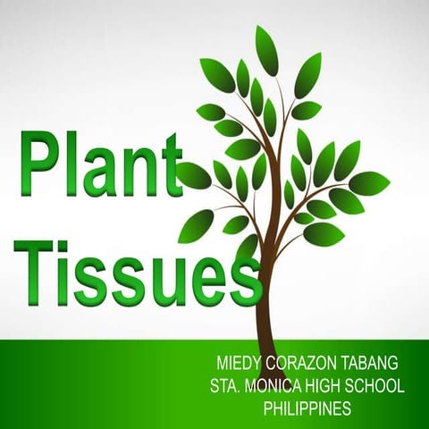 Dermal Tissue System (PLANT) – PPT Overview | PDF
