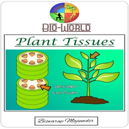 Plant Tissues | PDF