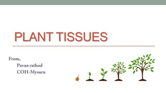 Simple and complex tissue (permanent tissue) | PDF | Biological ...