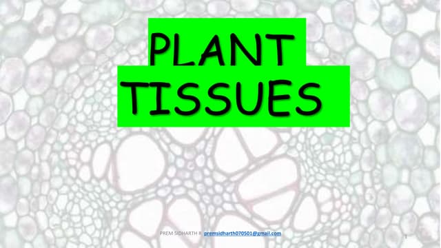 LIFE SCIENCES GRADE 11 Plant Tissues.ppt