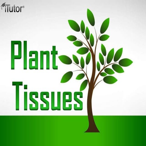 Plant Tissues.pdf