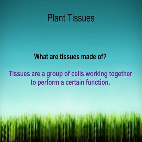 tissues (plant tissues) | PPTX