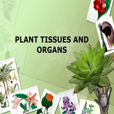 Plant tissues and organs | PPT
