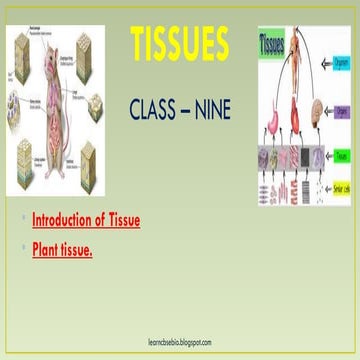 Tissues Class 9 ppt | PPTX
