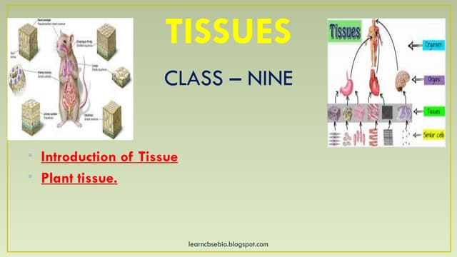 TISSUES Class - 9th | PPTX