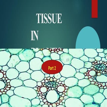 tissues cbse grade 9 science biology.pptx