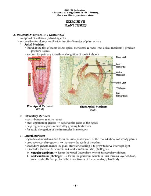 Exercise 15 leaf anatomy | PPTX | Biological Sciences | Science