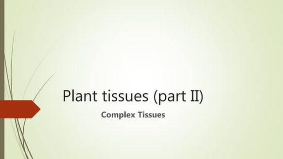 Xylem and phloem lesson 2 | PPT