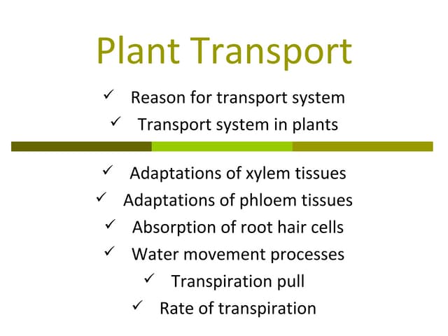 Transport in plants | PPTX