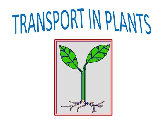 P5 Science - Plant Transport System | PPT | Gardening | Home & Garden