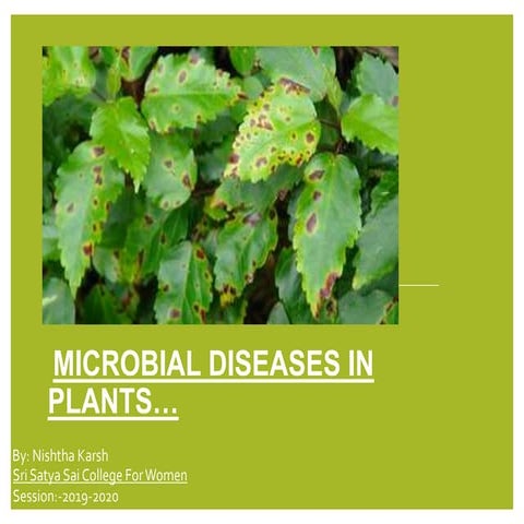 Plant virology | PPTX | Infectious Diseases | Diseases and Conditions