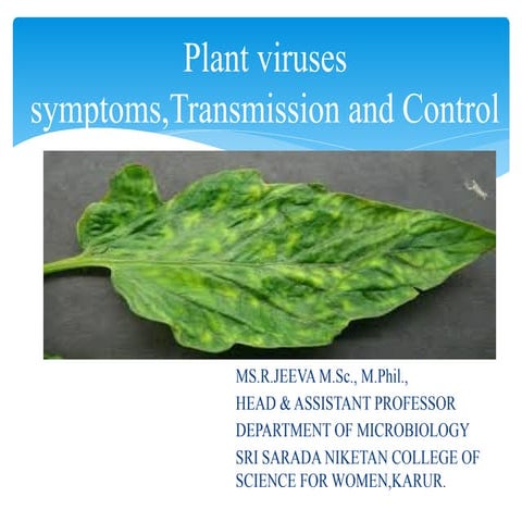 Plant viruses symptoms,Transmission and Control | PPTX