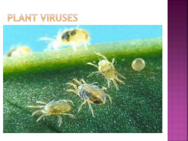 Classification of plant viruses | PDF