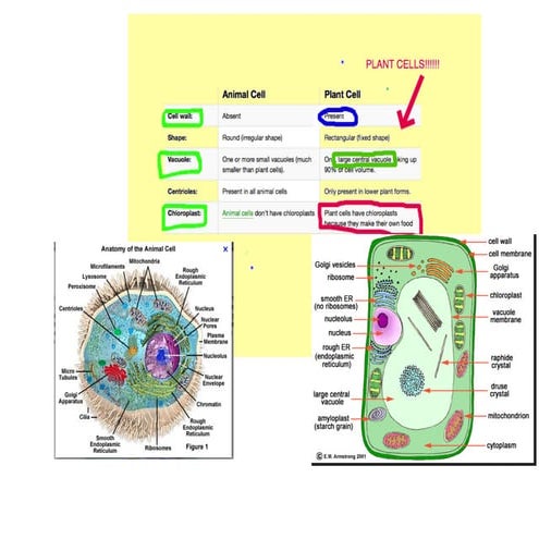Plant vs. animal picture | PPT