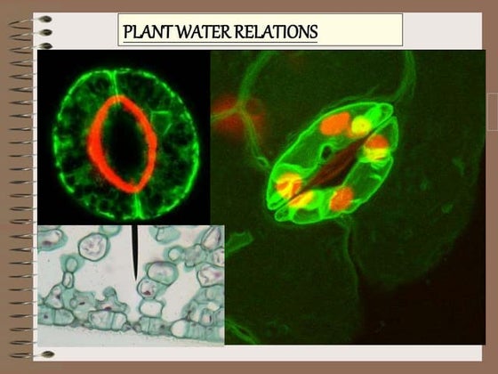 Translocation in plants | PPTX | Chemistry | Science