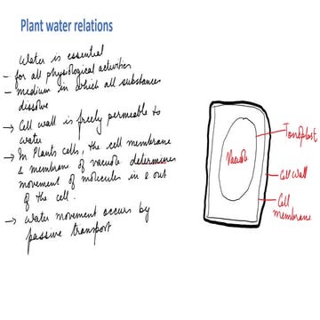 Plant water relations | PPTX