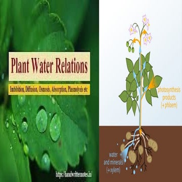 Plant Physiology-Water relations | PDF