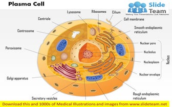 Animal Cell Electron Microscope Labelled