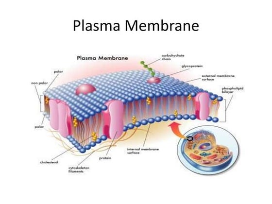 Plasma membrane( fluid mosaic model)ppt. | PPTX | Chemistry | Science