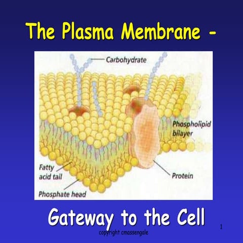 Plasma Membrane.pptx22222222222222222222 | PPTX