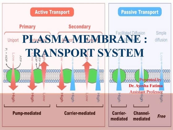 Membrane Channels And Pump | PDF