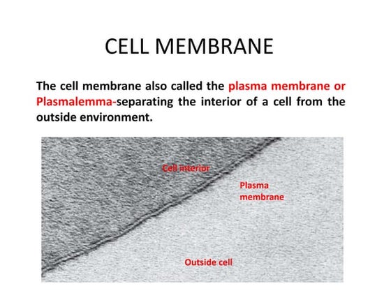 Cell Membrane Proteins | PPTX