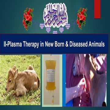Plasma therapy in new born & diseased animals. prof.dr hamed attia | PPT