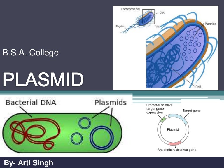 Plasmid